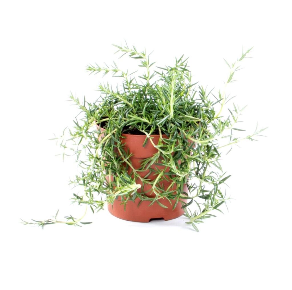 Alecrim Rasteiro - Officinalis Prostratus - VIPLANT