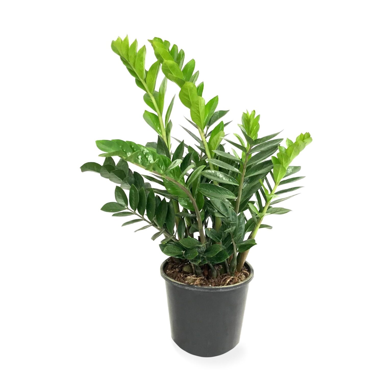 ZZ Plant - Zamioculca Zamiifolia - VIPLANT